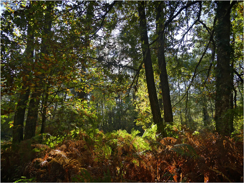 Lacs et sous-bois d’Hostens | Du côté du Teich